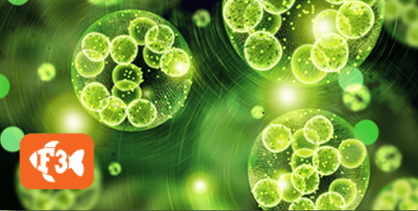 Can we eliminate fish oil in aquafeeds? Join the top algae and seed oil ...
