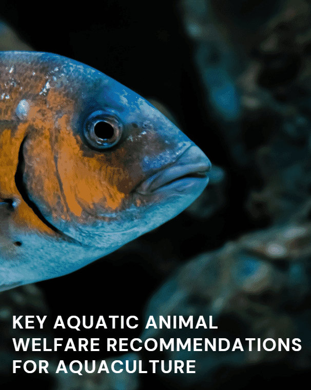 Stepping up aquatic animal welfare | The Fish Site