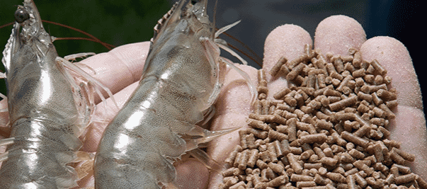 ADM Animal Nutrition debuts new high-concentrate protein at 2018 ...