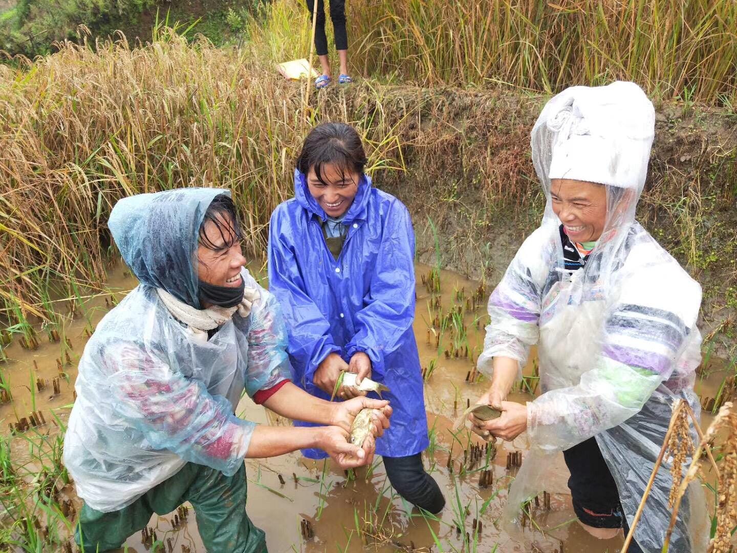 The time is ripe for rice-fish culture | The Fish Site