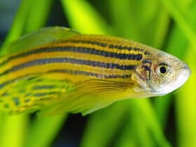 Transgenic Zebrafish Reveal Brain Secrets | The Fish Site