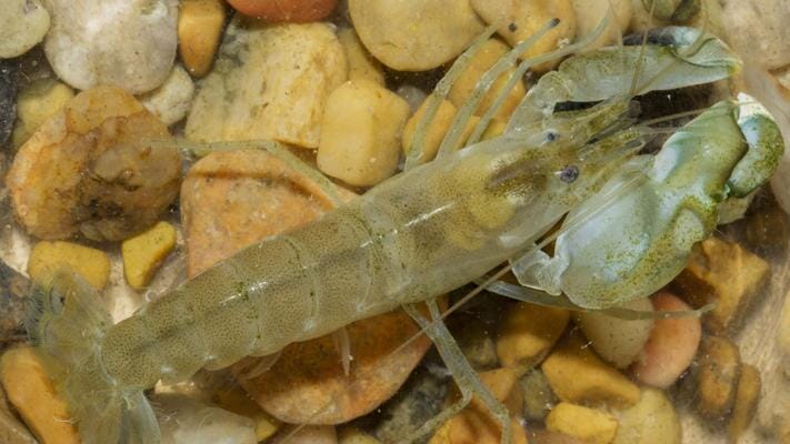 Snapping Shrimp Sound Patterns Uncover Reef Ecosystem Secrets | The ...