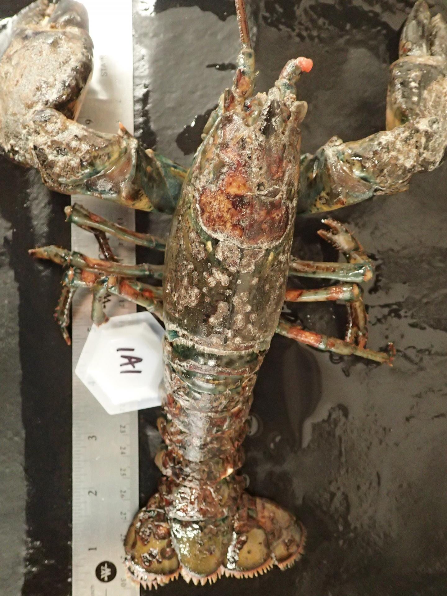 Warming Oceans Making Lobsters More Susceptible to Disease | The Fish Site