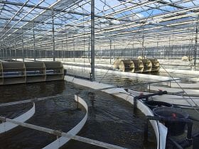 Sustainable Micro-Algae Feed Company Enters Fish-Free Feed (F3 ...