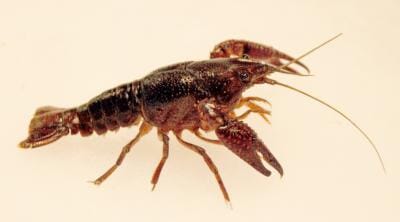 Blood Cells a New Source of Neurons in Crayfish | The Fish Site