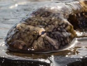 Clingfish Suction Provides Inspiration for New Technology | The Fish Site