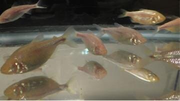 Fat Fish Illuminate Human Obesity | The Fish Site