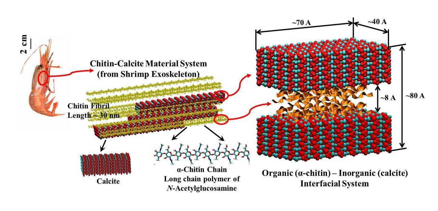 Shrimp Exoskeleton Could Inspire New Armour | The Fish Site