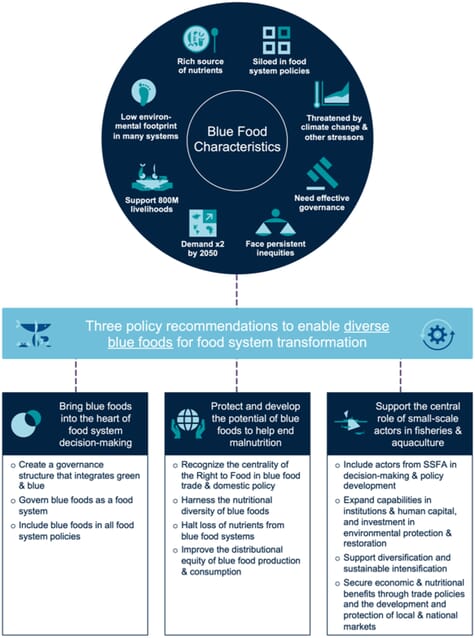Building on the vital role of blue foods | The Fish Site