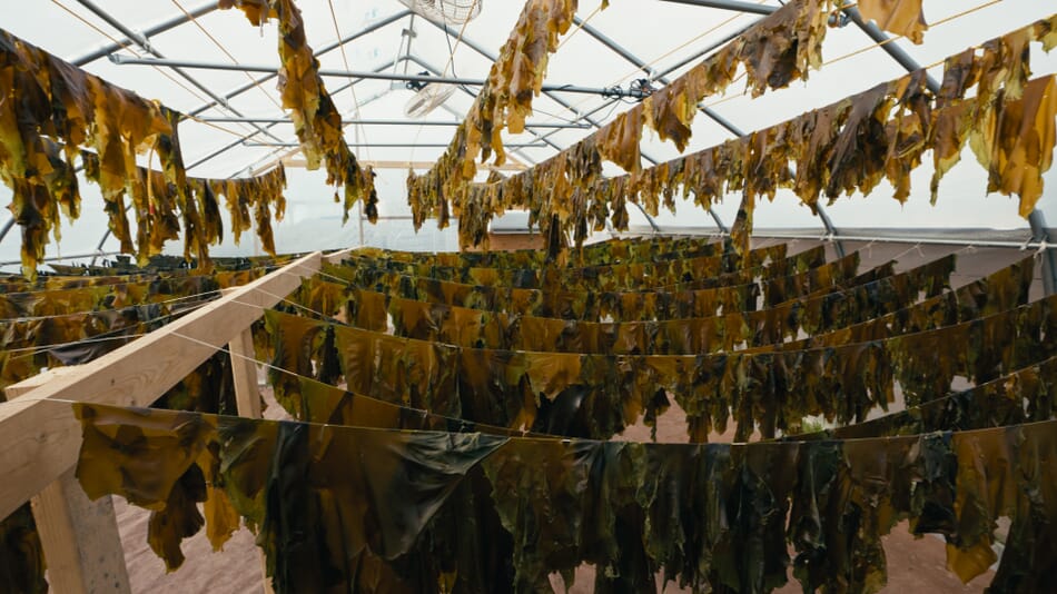 Don’t fret Alaska, kelp is on its way | The Fish Site