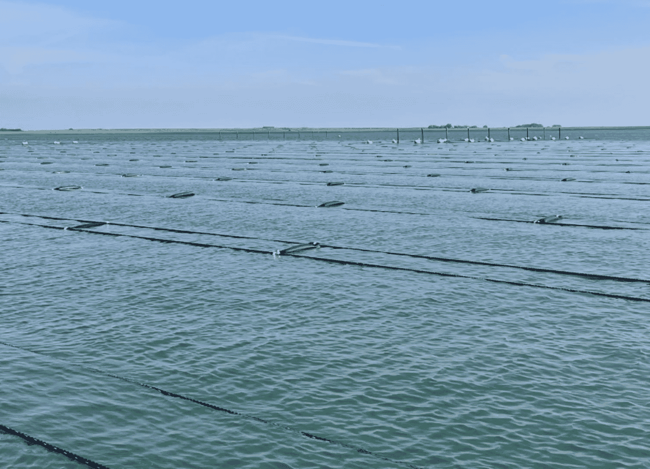 EU backs seaweed farming success | The Fish Site