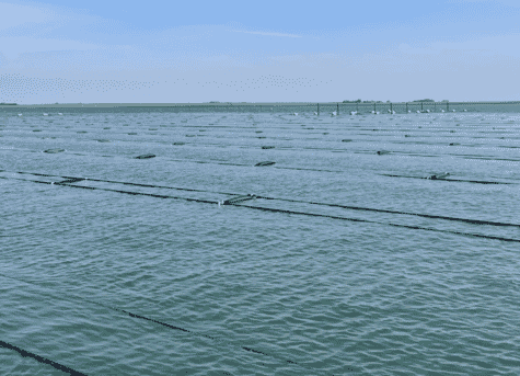 EU backs seaweed farming success | The Fish Site