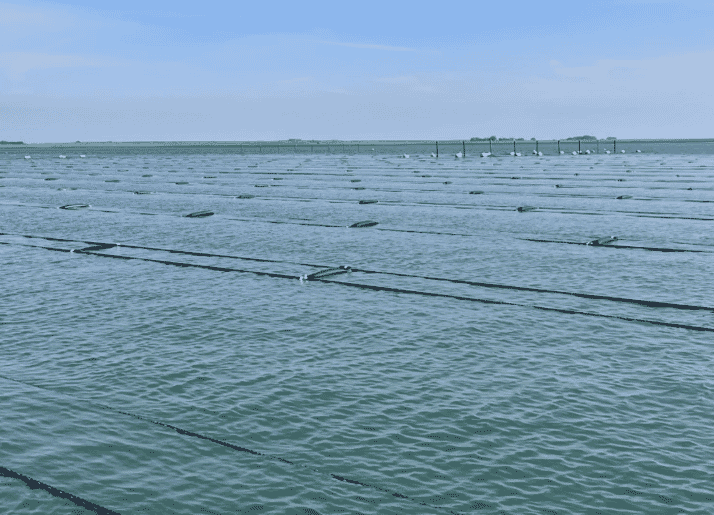 EU backs seaweed farming success | The Fish Site