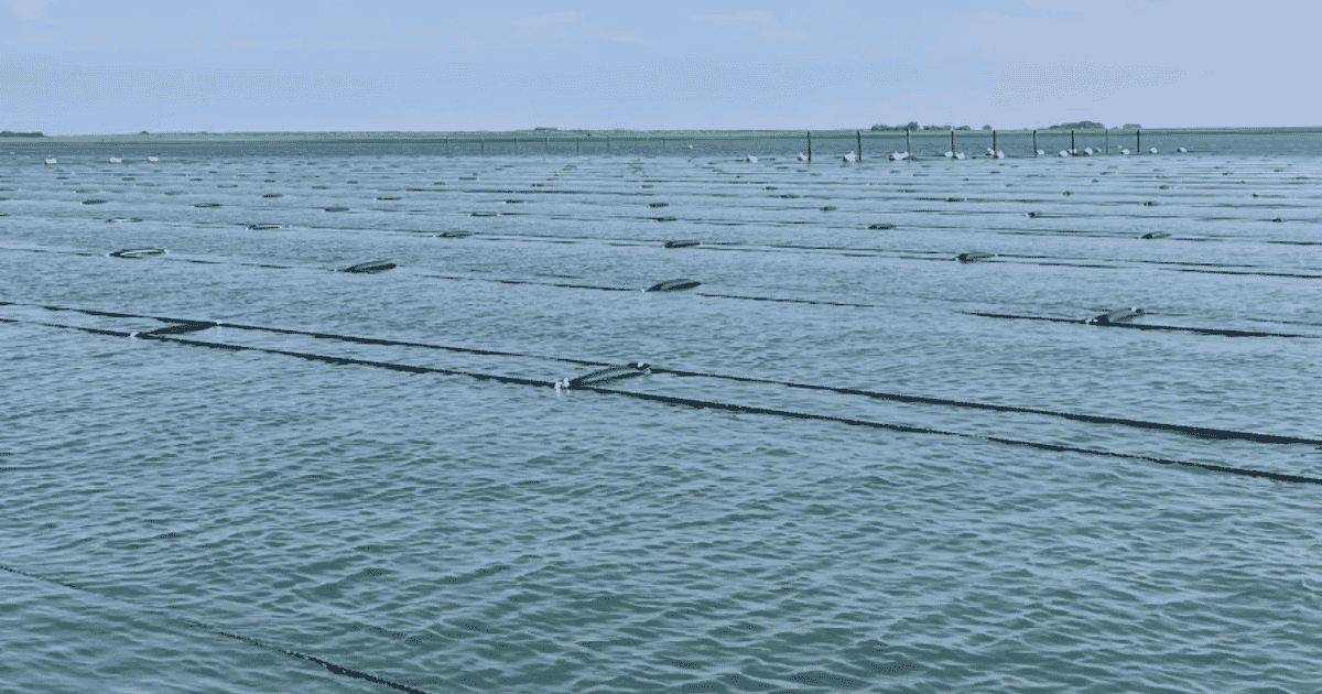 EU Backs Seaweed Farming Success The Fish Site eu-backs-seaweed-farming-success-the-fish-site