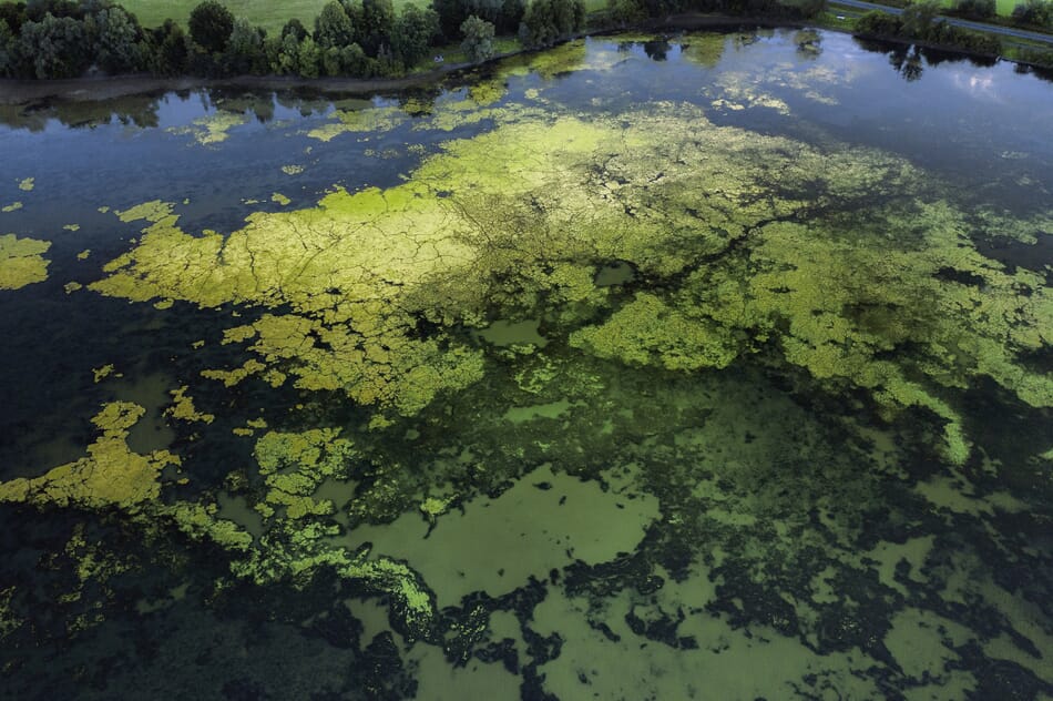 Using sewage sludge to combat algal blooms | The Fish Site