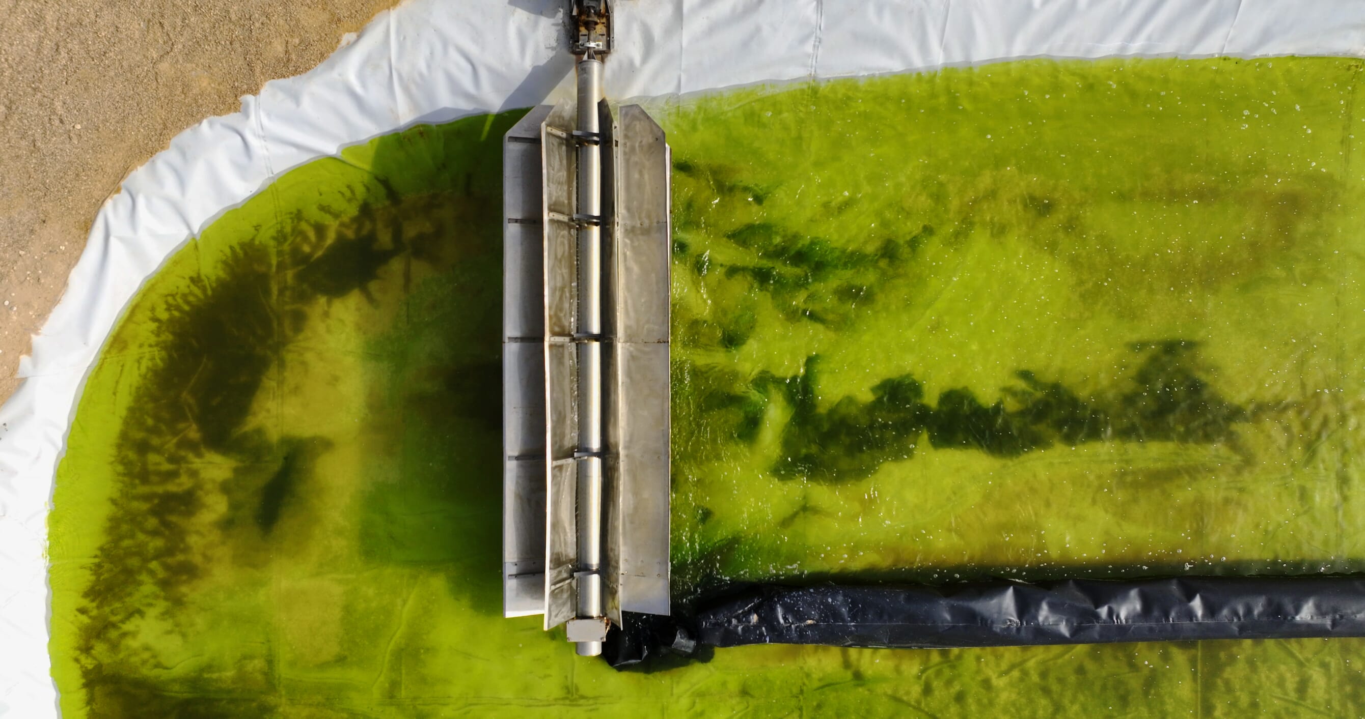 Capturing carbon from land-based algal blooms | The Fish Site