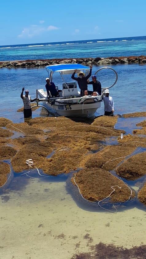 SOS Biotech: turning the tide on invasive seaweed | The Fish Site