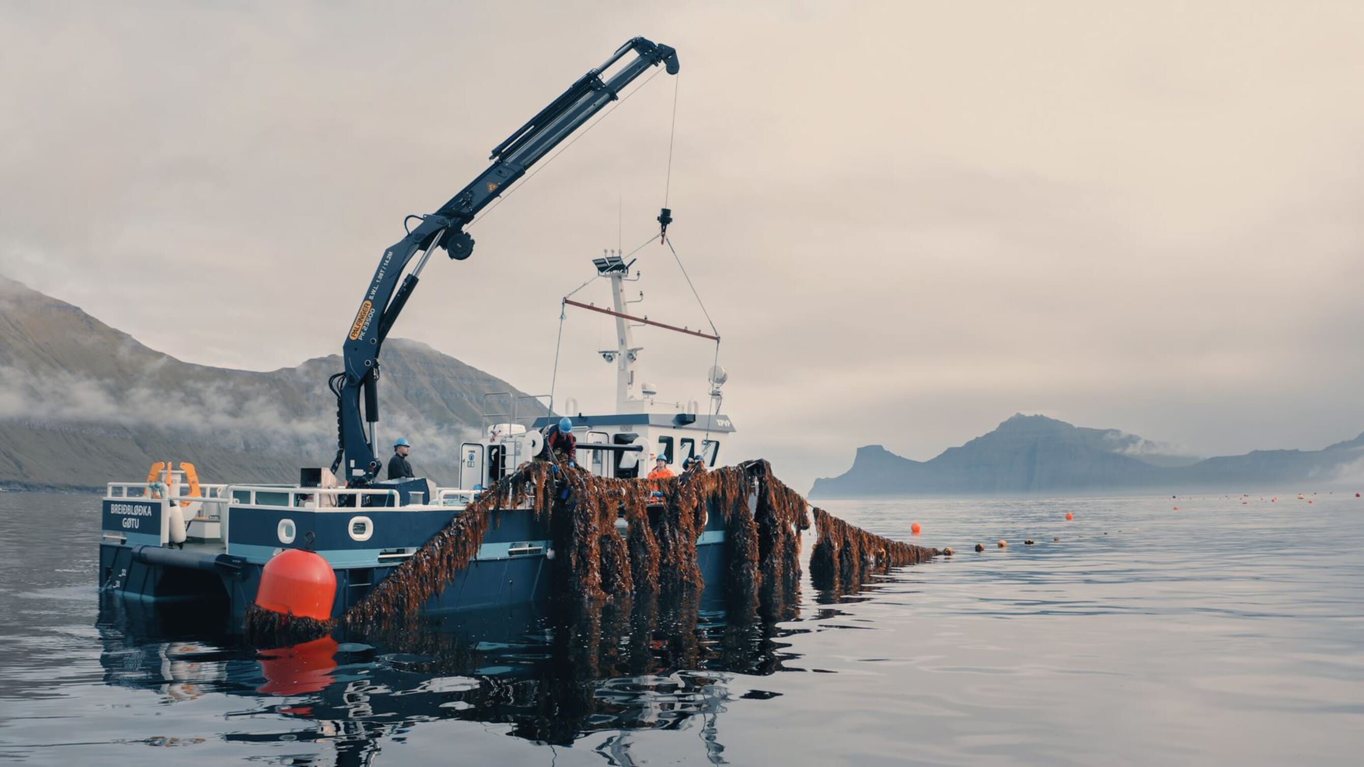 Ocean Rainforest leads successful €9 million seaweed grant bid | The ...