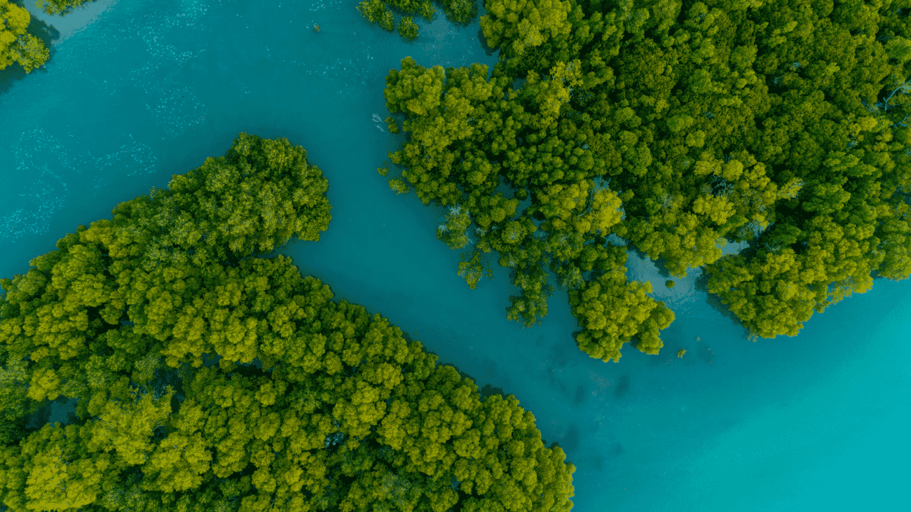 Hatch Blue and Idemitsu launch unique blue carbon initiative | The Fish ...