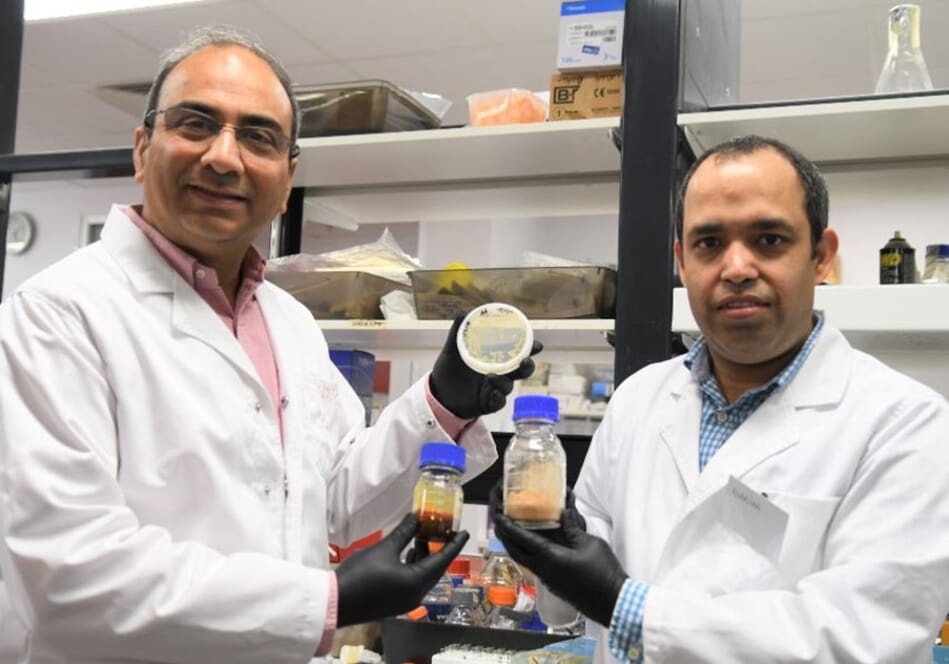 A novel means to make the most of microalgal oils | The Fish Site