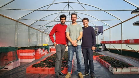 Seaweed-based packaging project lands £1 million grant | The Fish Site