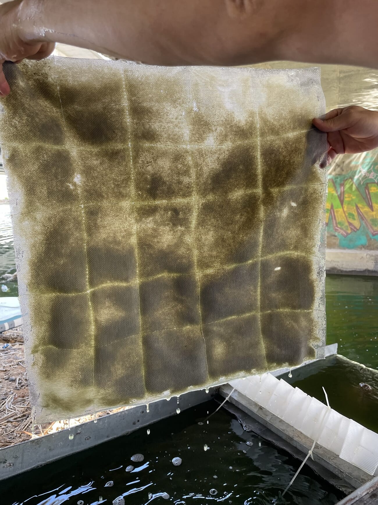 Could plankton magnets reduce oceanic dead zones and help feed the ...