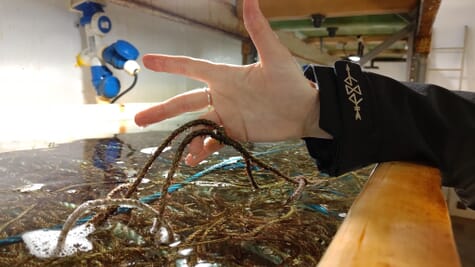 Scaling Ireland’s red seaweed sector | The Fish Site