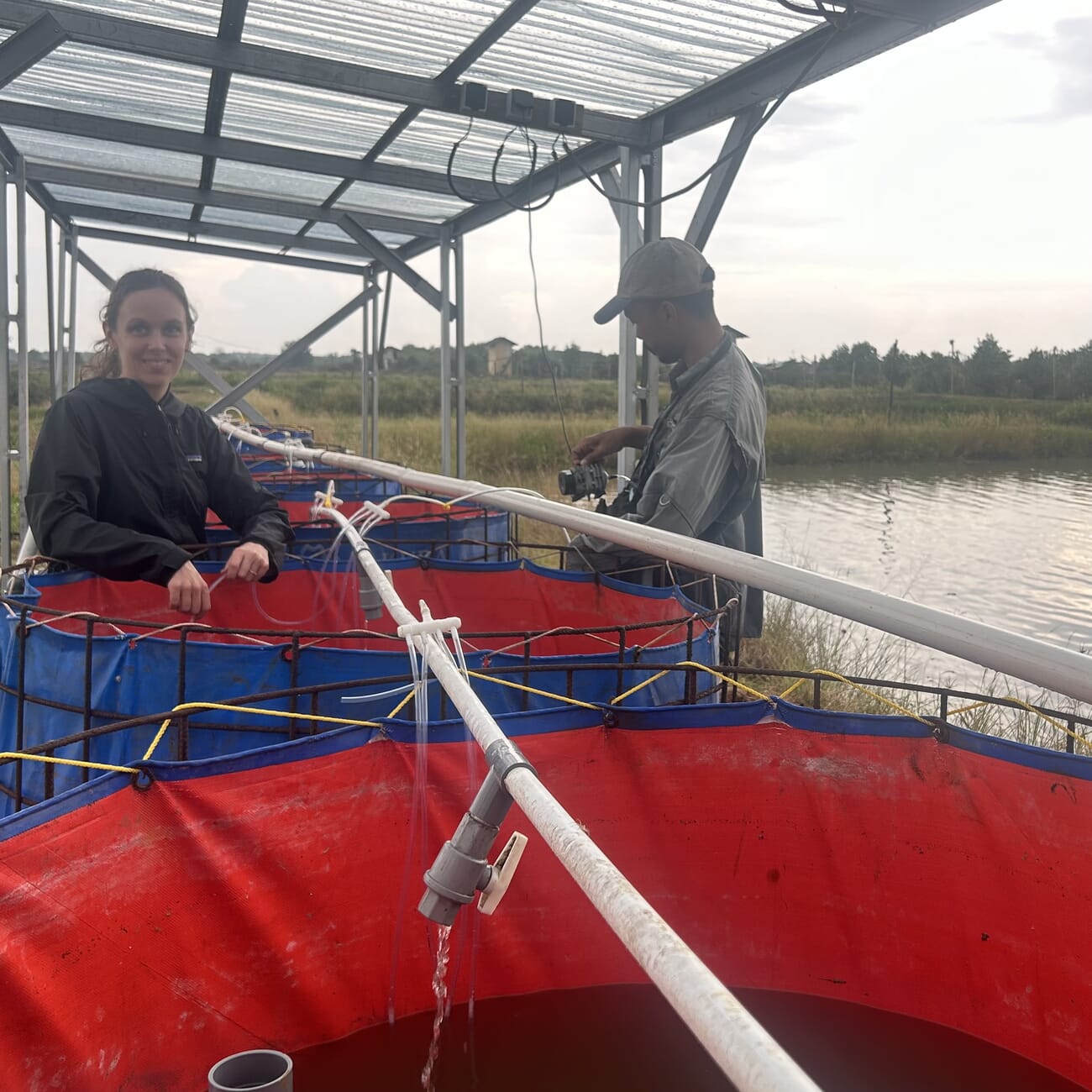 A multi-species approach to revitalising Indonesia’s abandoned shrimp ...