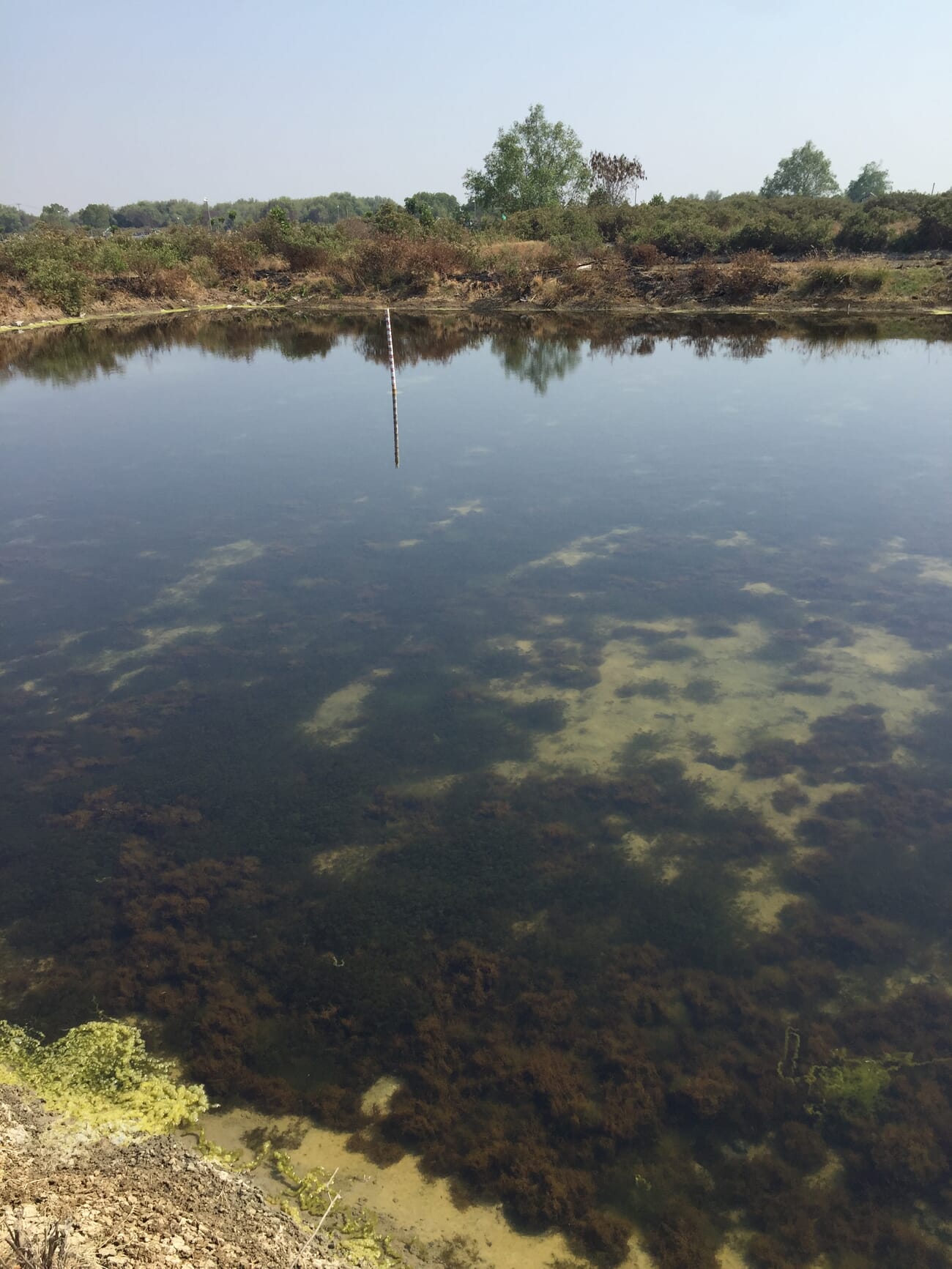 A multi-species approach to revitalising Indonesia’s abandoned shrimp ...