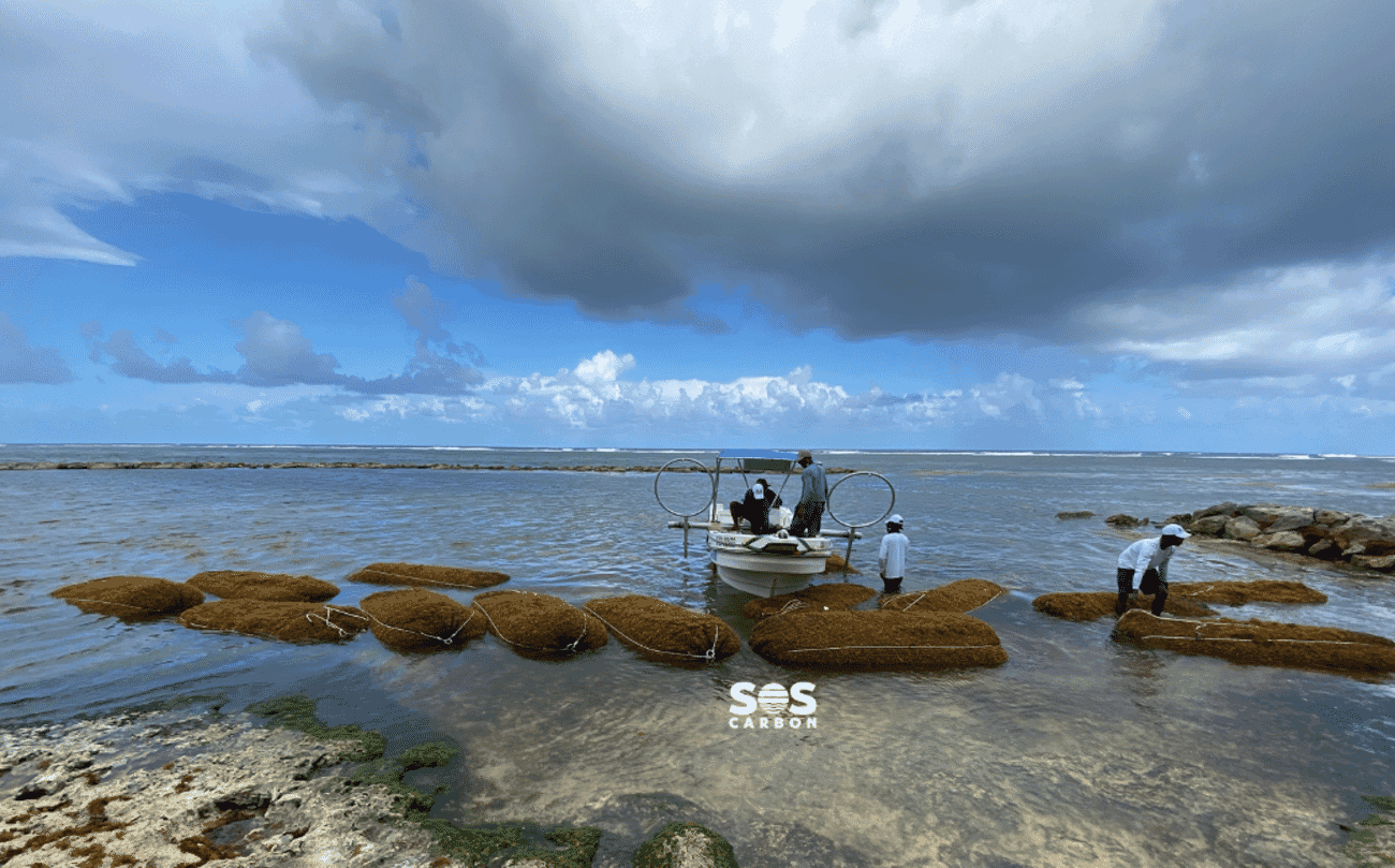 Kelpy launches seaweed-based bioplastic pellets | The Fish Site