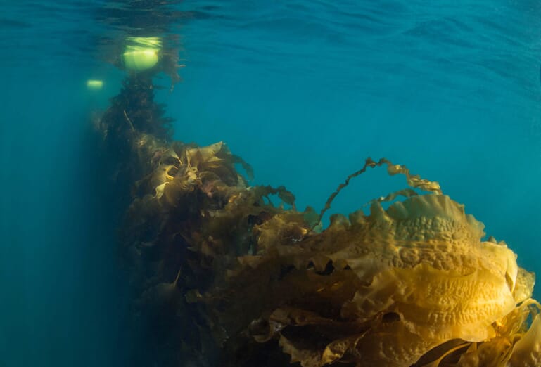 Dutch seaweed farmers boast first offshore mechanical harvest | The ...