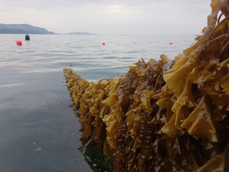 Boosting kelp yields could have more to do with light than nutrient ...