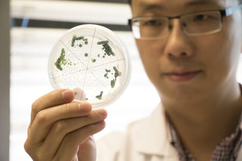Microalgae to help capture carbon from power plants in new research ...
