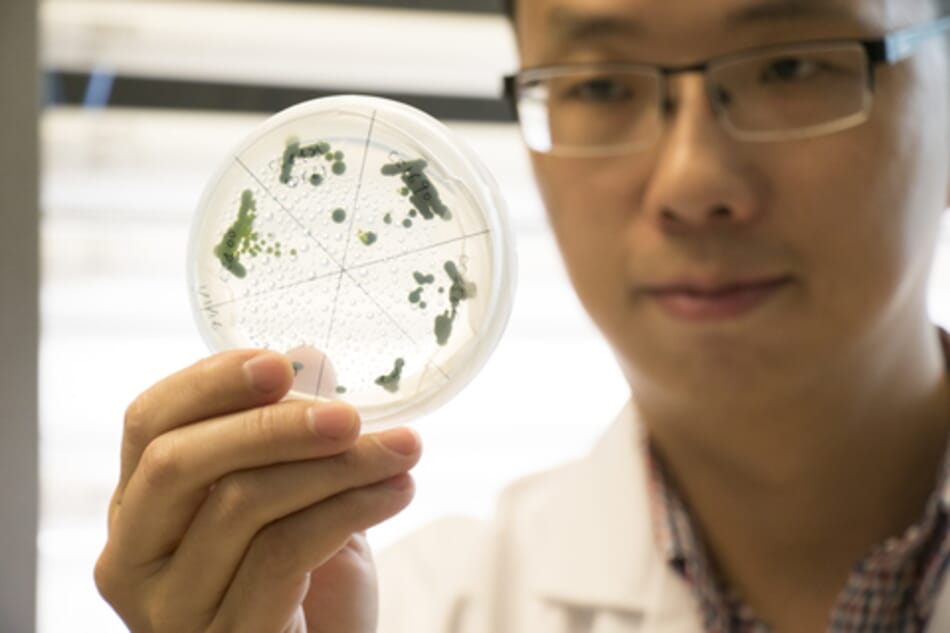 Microalgae To Help Capture Carbon From Power Plants In New Research