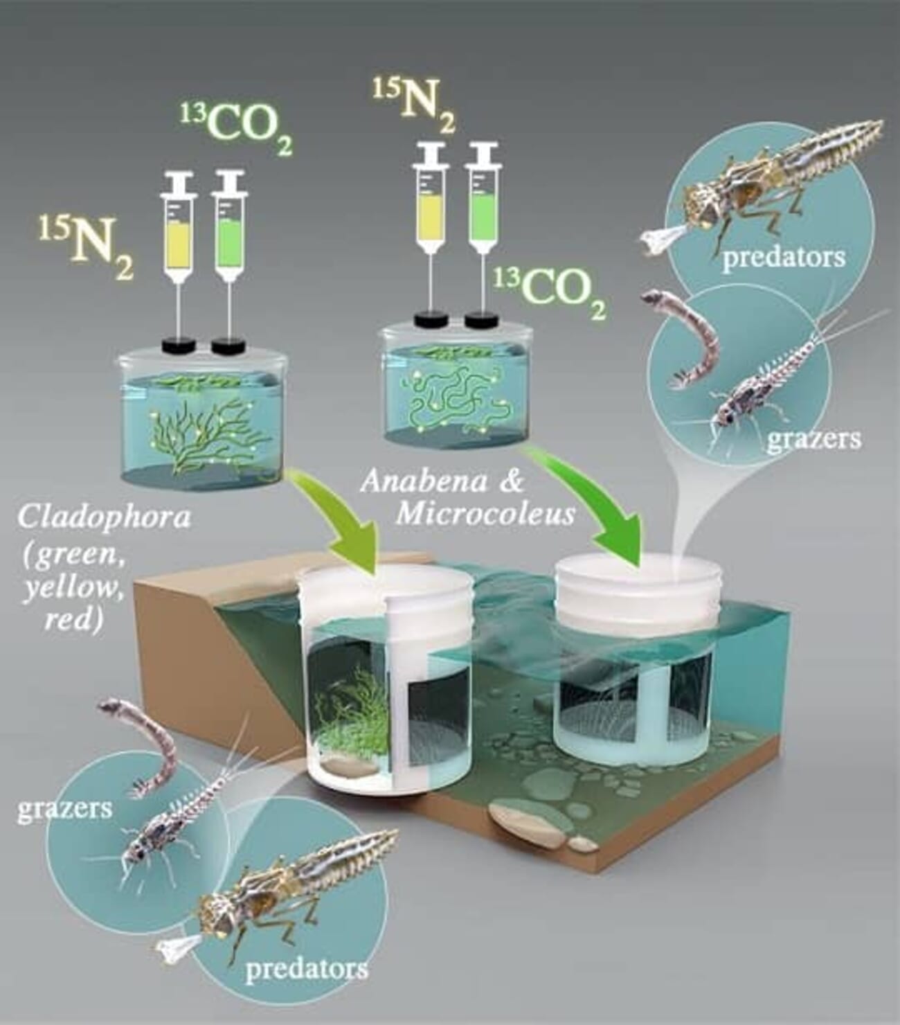 US researchers win $3 million to decode algal microbiome | The Fish Site