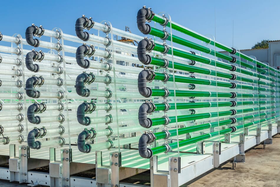 Who’s destined for success in algal aquaculture? | The Fish Site