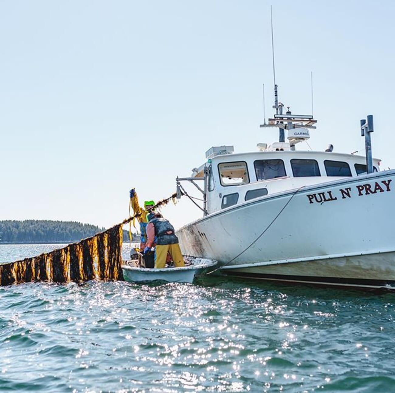 Atlantic Sea Farms reports record breaking kelp harvest | The Fish Site