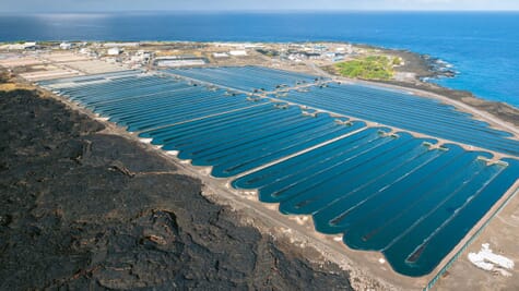 Researchers highlight onshore algae farms as a food security solution ...