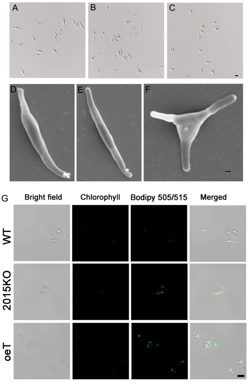 Chinese researchers identify gene that makes algae an ideal aquaculture ...