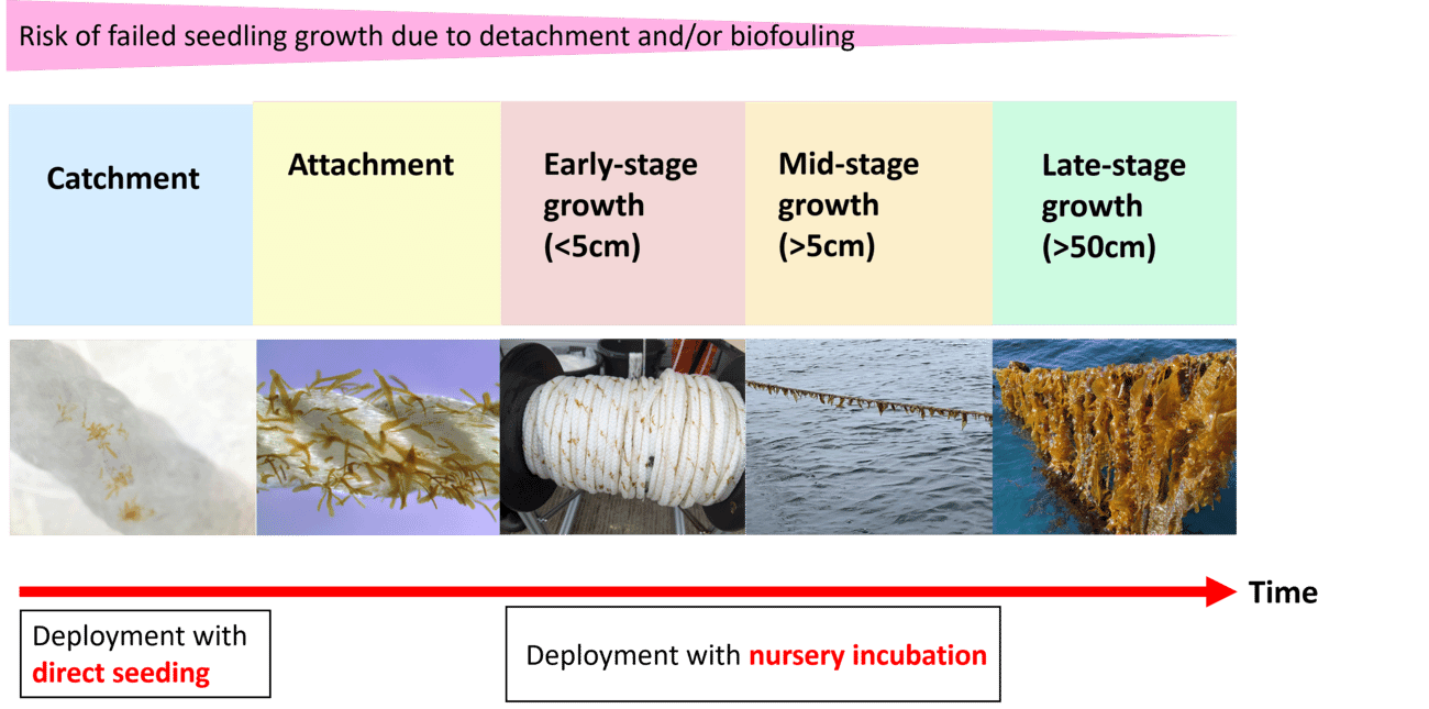 Is direct seeding the moonshot that the emerging seaweed industry needs ...