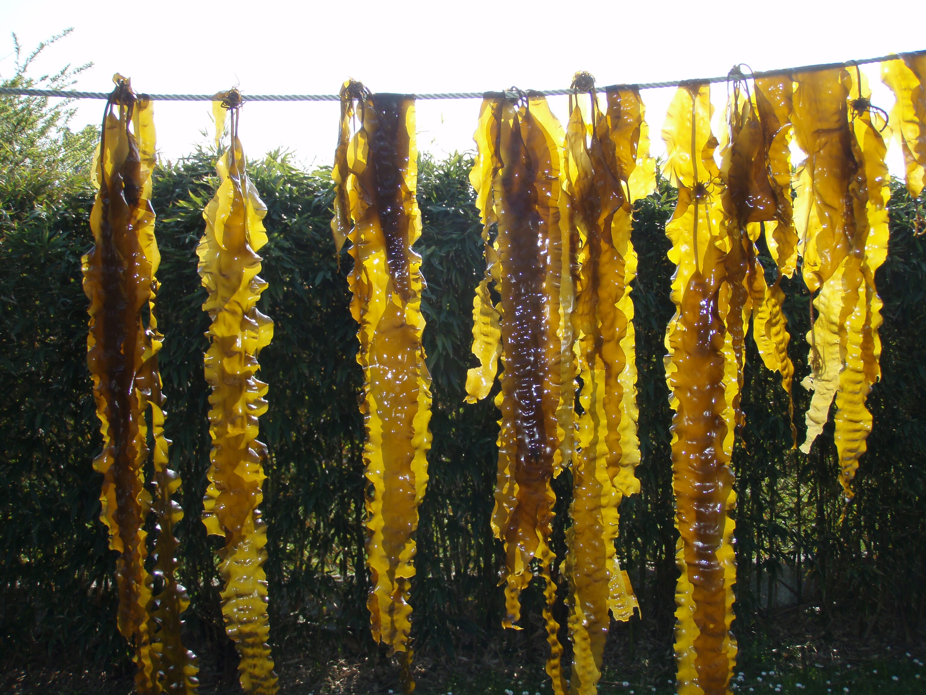 Why Europe should be taking seaweed aquaculture seriously | The Fish Site
