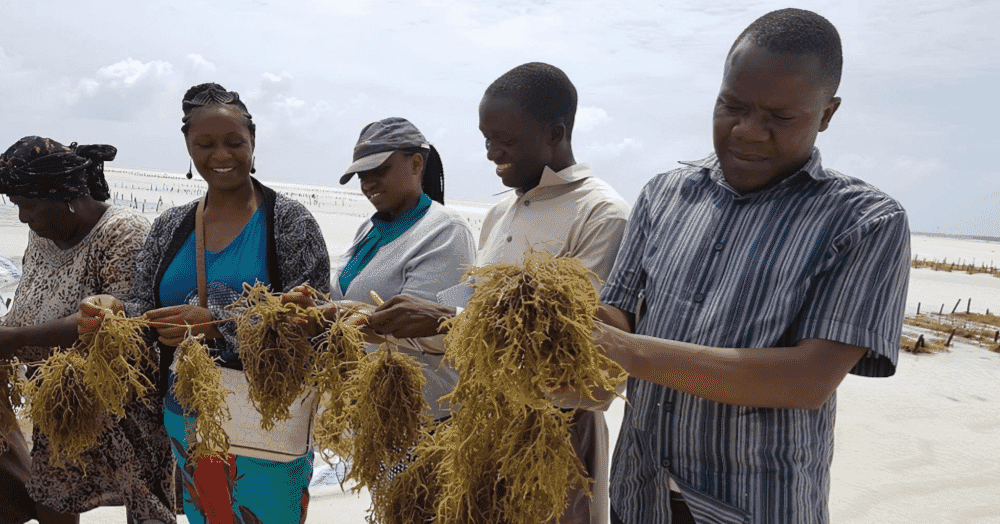 Eight ways to ensure a sustainable seaweed farming sector | The Fish Site