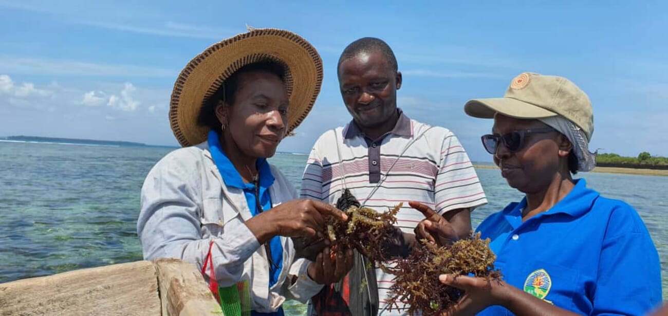 How seaweed farming can help tackle global poverty | The Fish Site