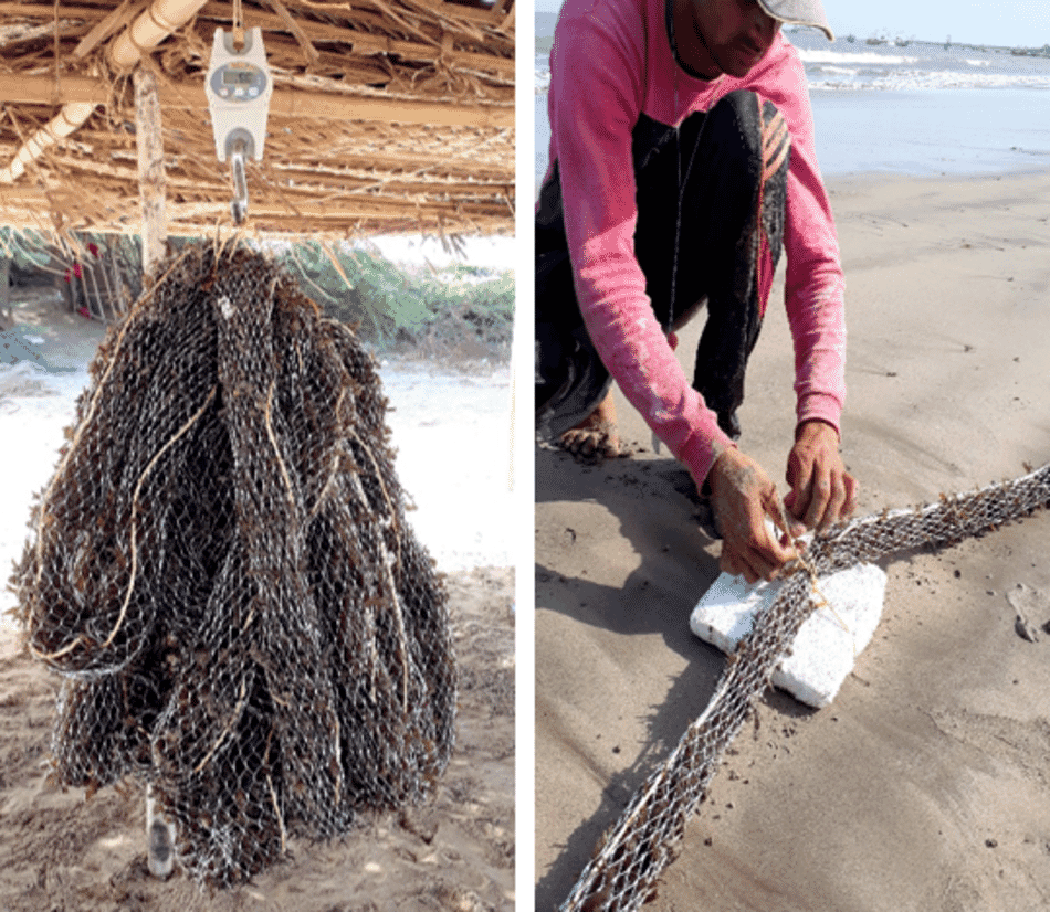 Study makes strong commercial case for seaweed farming | The Fish Site