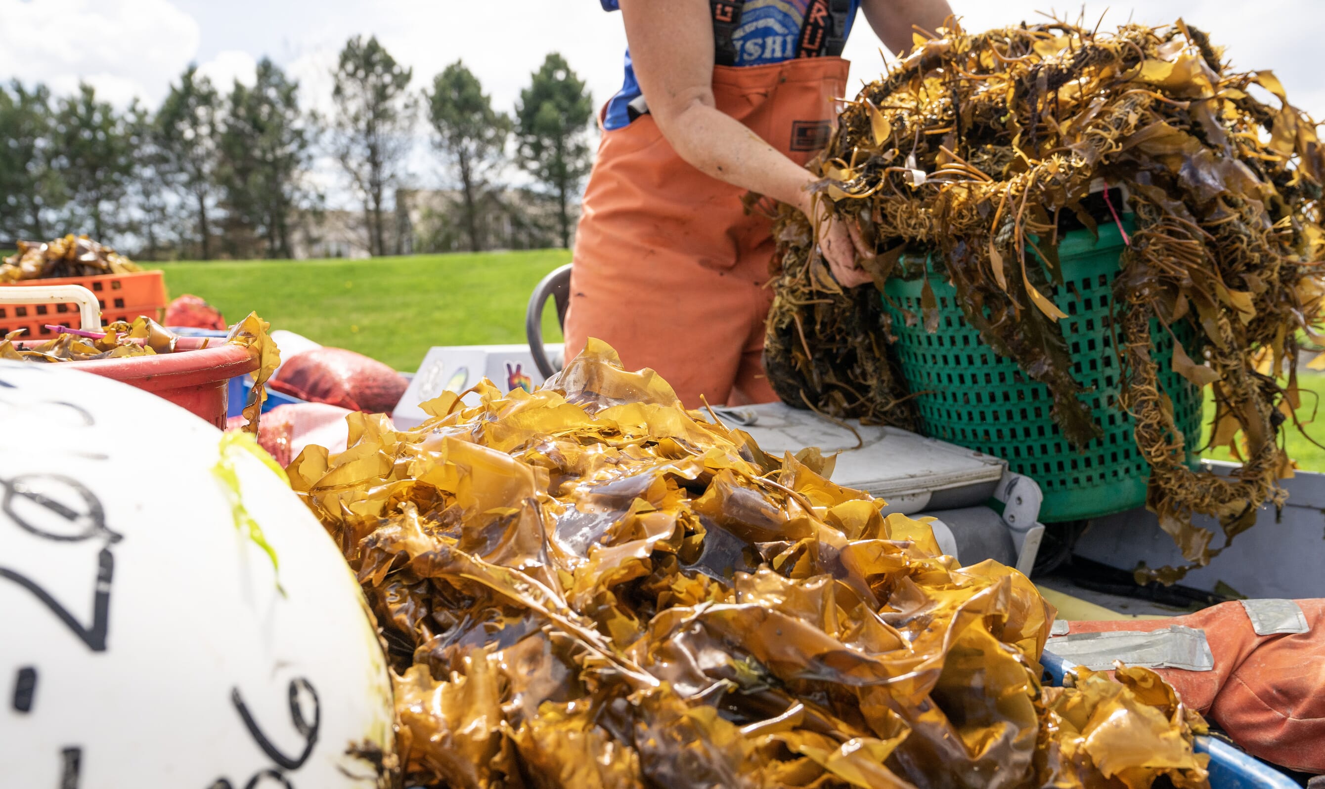 The app where seaweed supply meets demand | The Fish Site