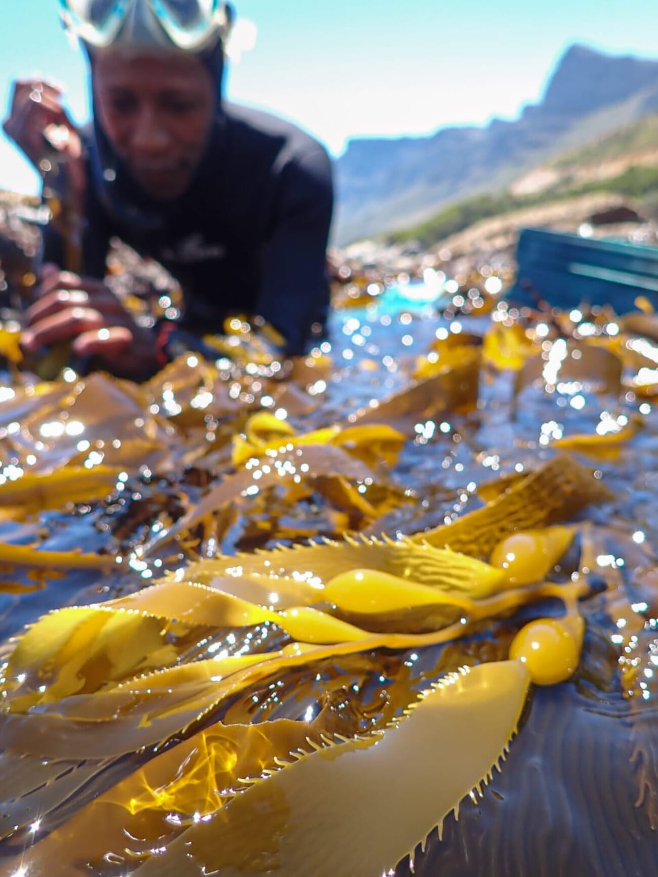Kelp Blue makes XPRIZE shortlist | The Fish Site