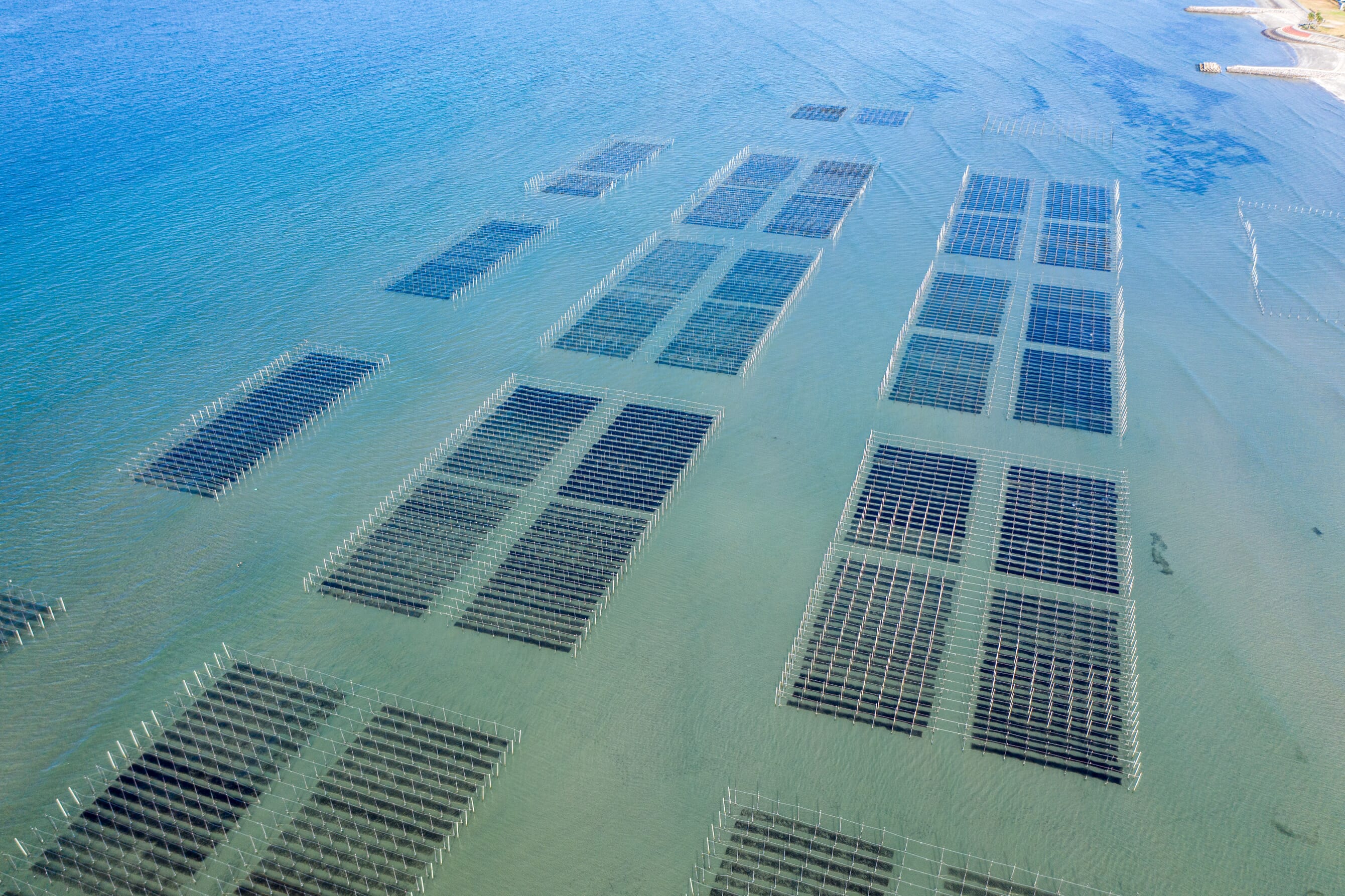 Stopping the rot in China’s seaweed aquaculture sector | The Fish Site