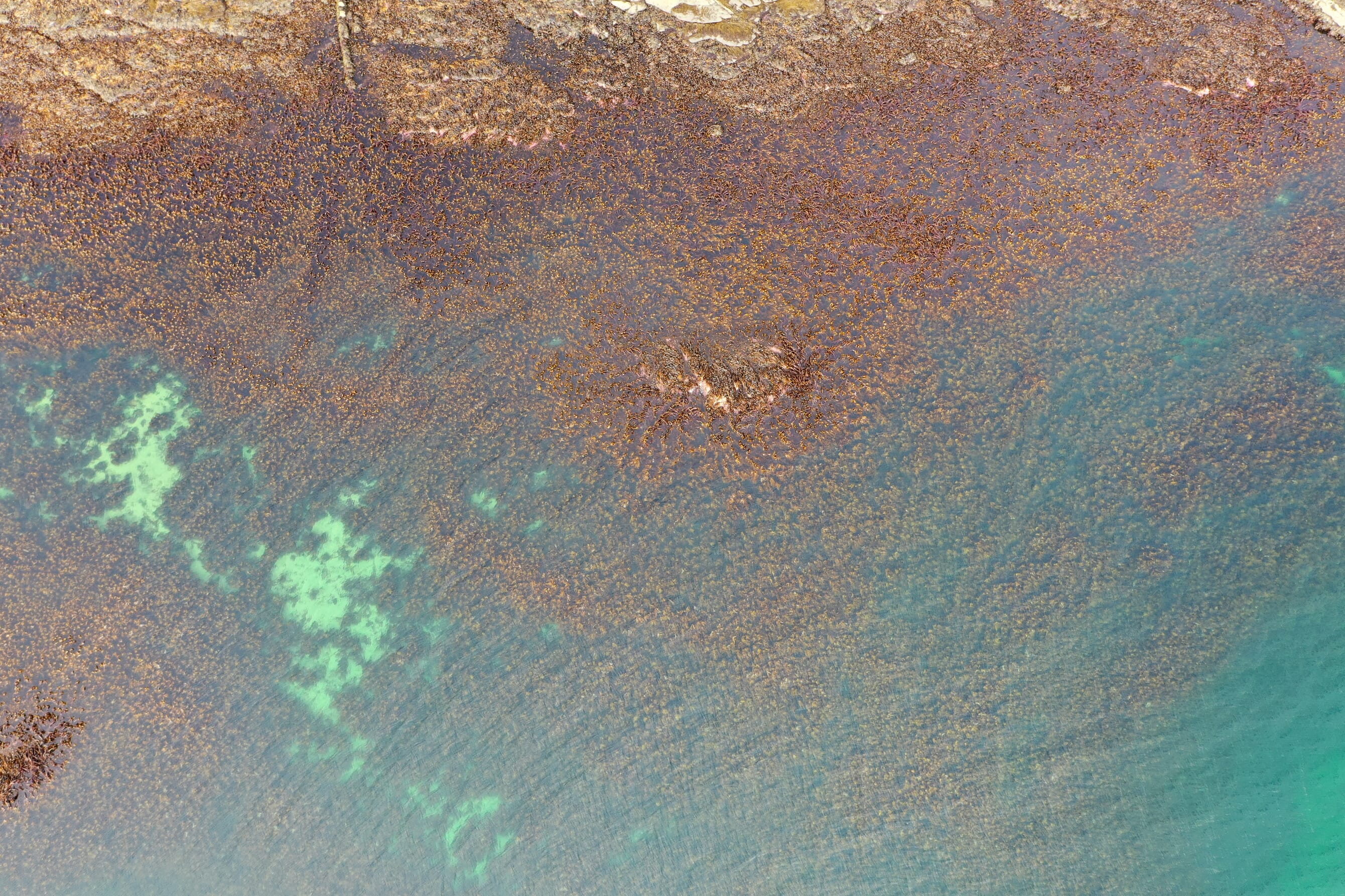 Reports offer unique insights into Britain's blue carbon | The Fish Site