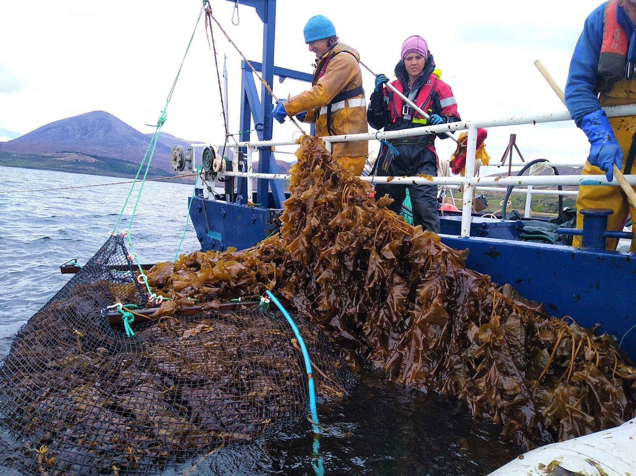 Towards clean kelp - the potential for eDNA to predict biofouling | The ...