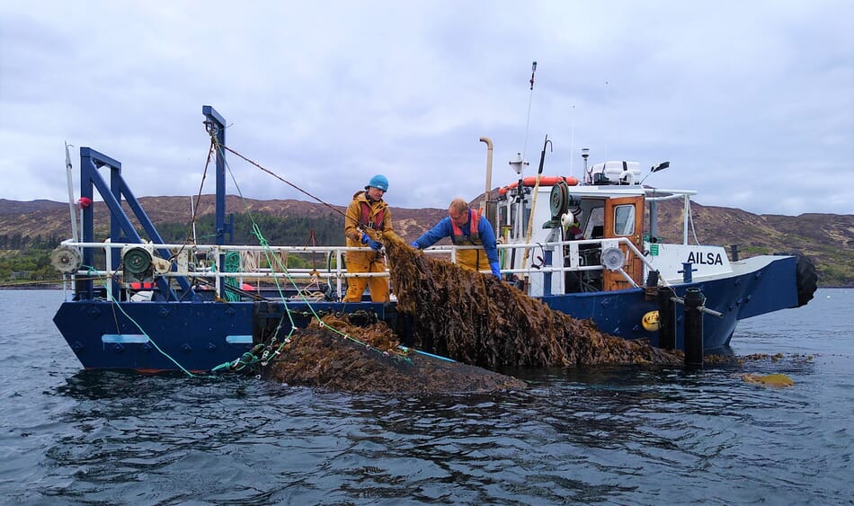 Restorative aquaculture: KelpCrofting | The Fish Site